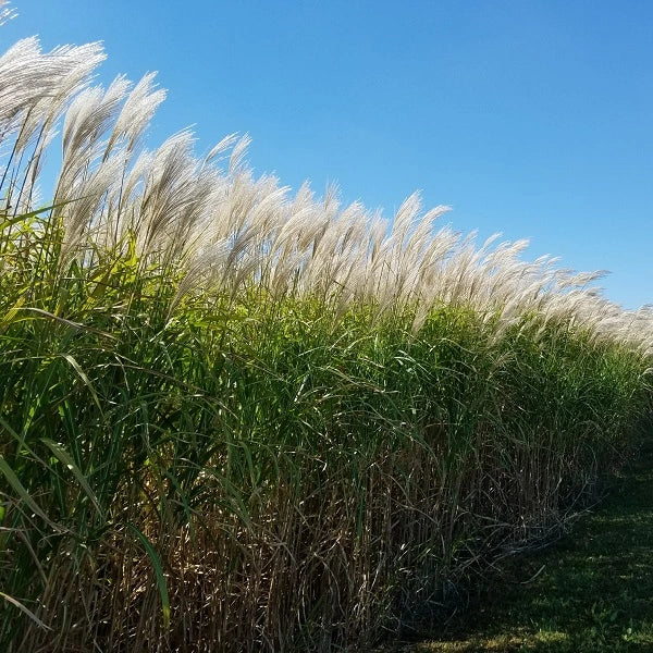 Grass – rePotme