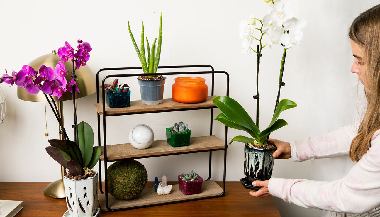 Orchid Supplies – rePotme