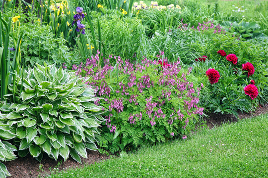 All Plants – rePotme