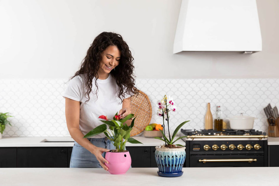 Self Watering Pots - The Aqua Core Collection – rePotme