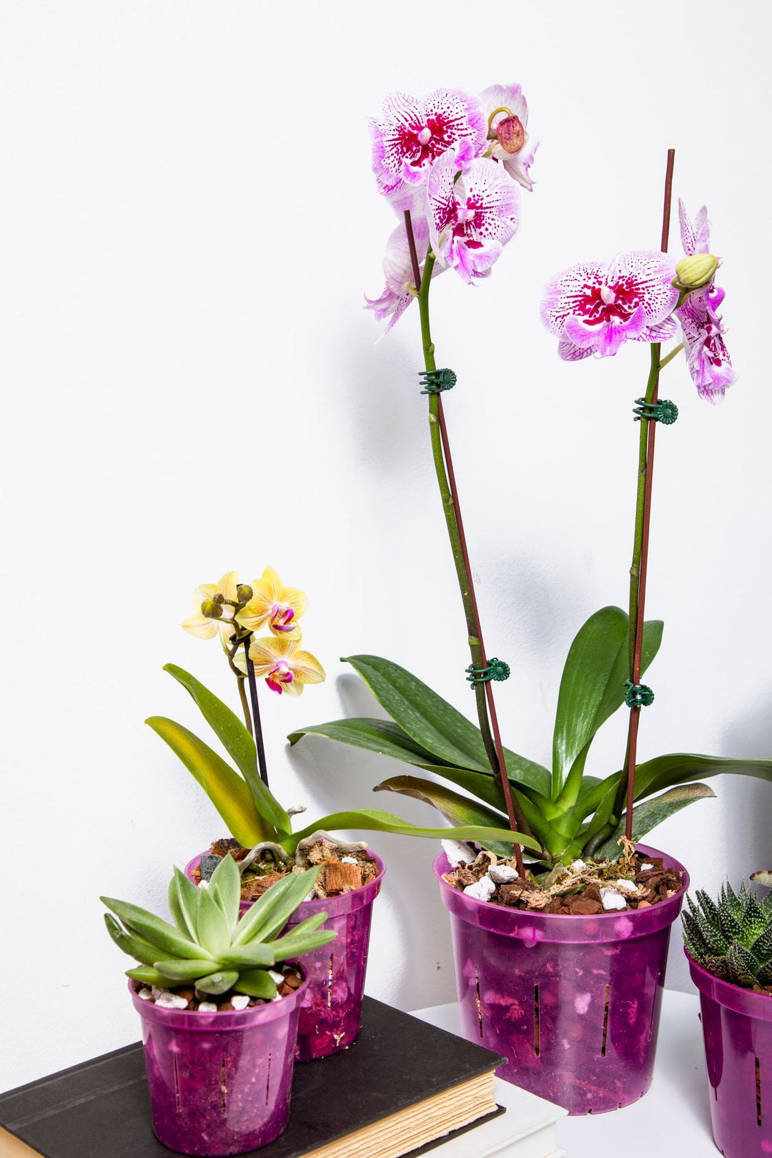 Orchid Supplies - Pots, Potting Mix, Fertilizer, and More – rePotme