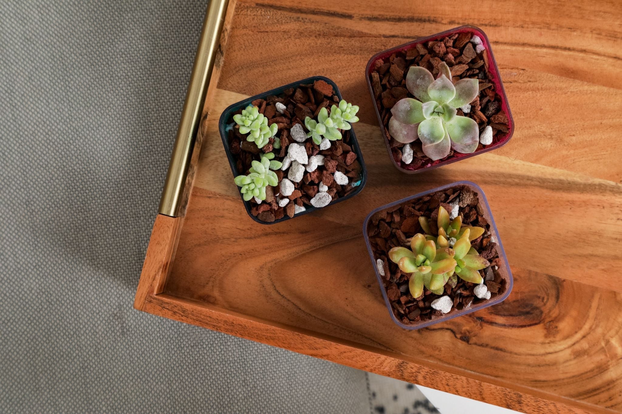 Popular Succulent Pots – rePotme