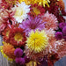 Fall Flowering Mums – rePotme