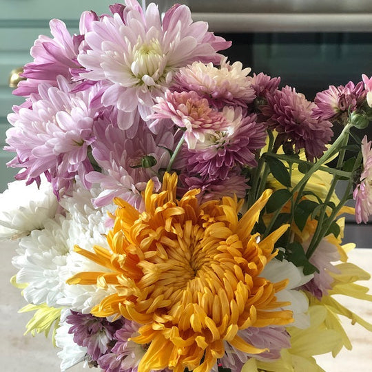Fall Flowering Mums – rePotme