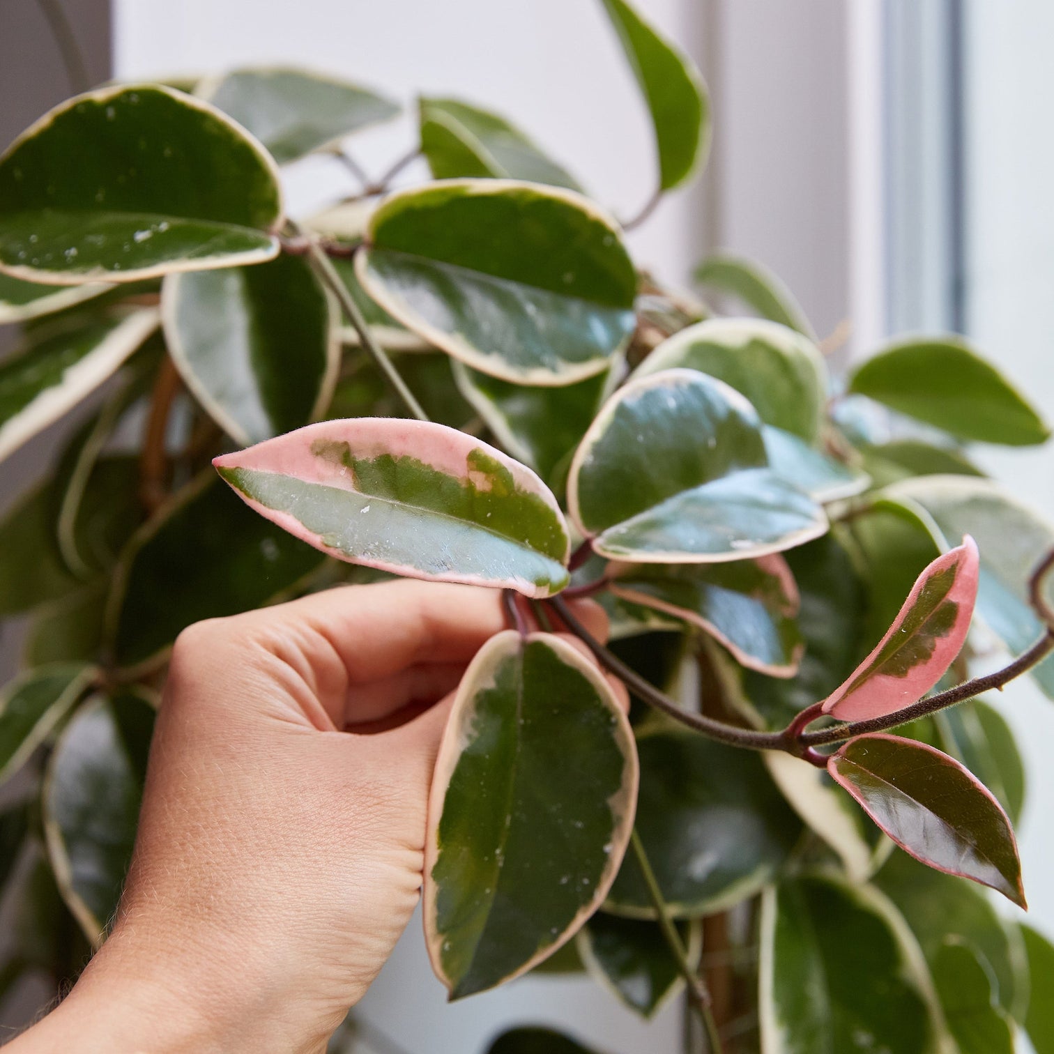 Krimson Queen Hoya – rePotme
