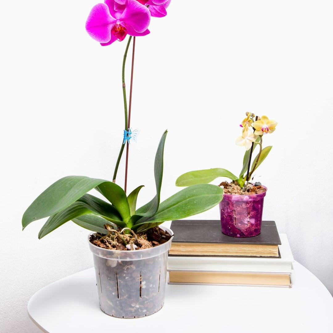 Growers Assortment of Rose Quartz Slotted Orchid Pots – rePotme